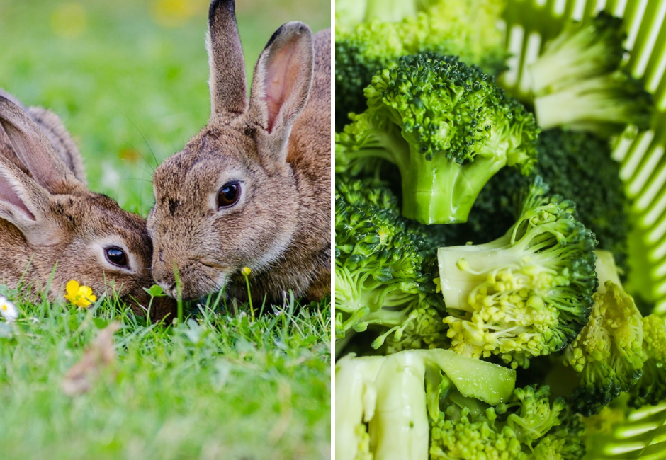 Can Rabbits Eat Broccoli? What Every Rabbit Owner Needs to Know – BAGRICA