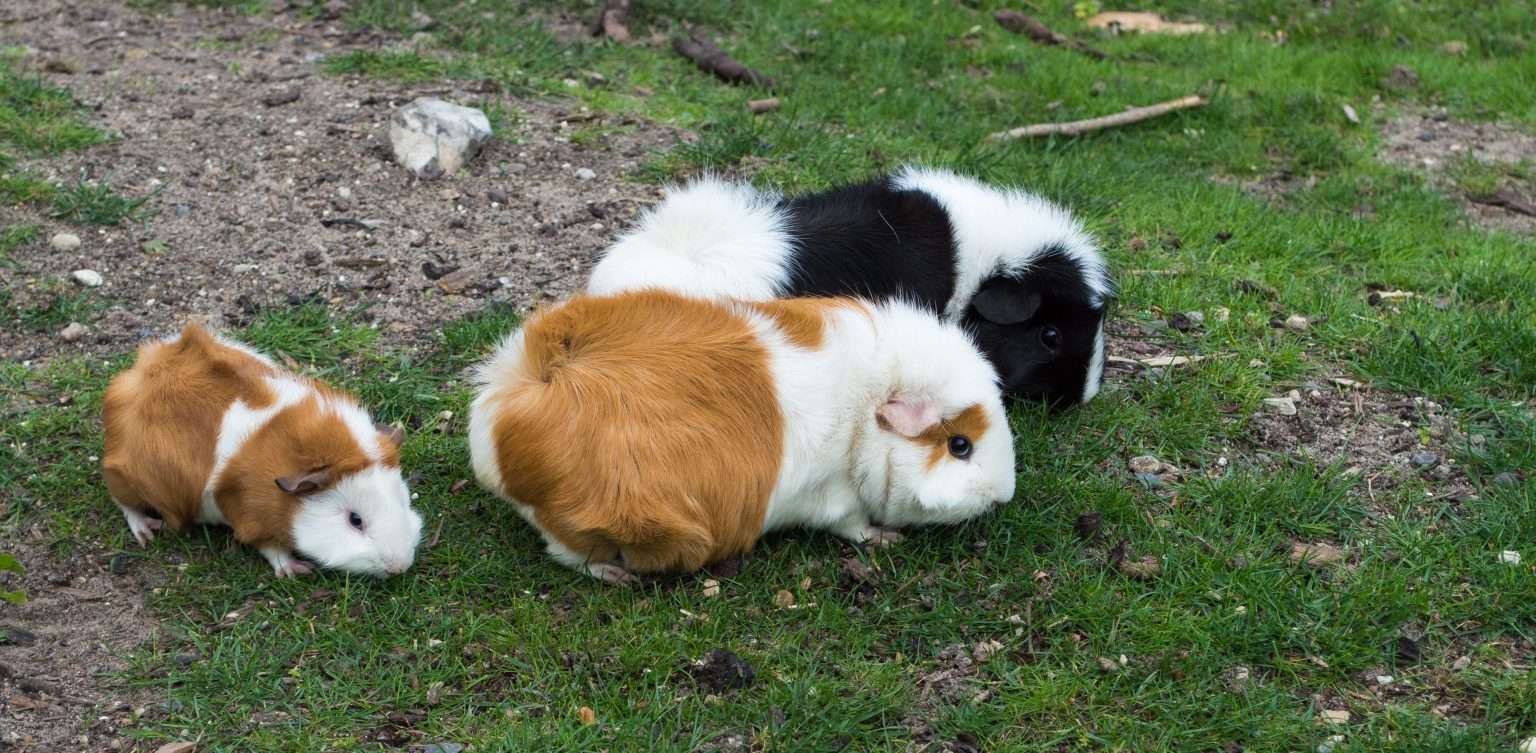 Where Do Guinea Pigs Live In The Wild? Here's What You Don't Know ...