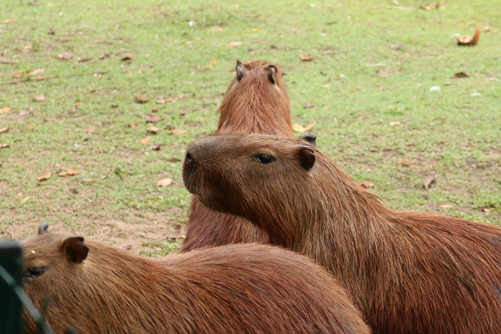 Can Capybaras Be Aggressive? What They Didn't Tell You! - BAGRICA