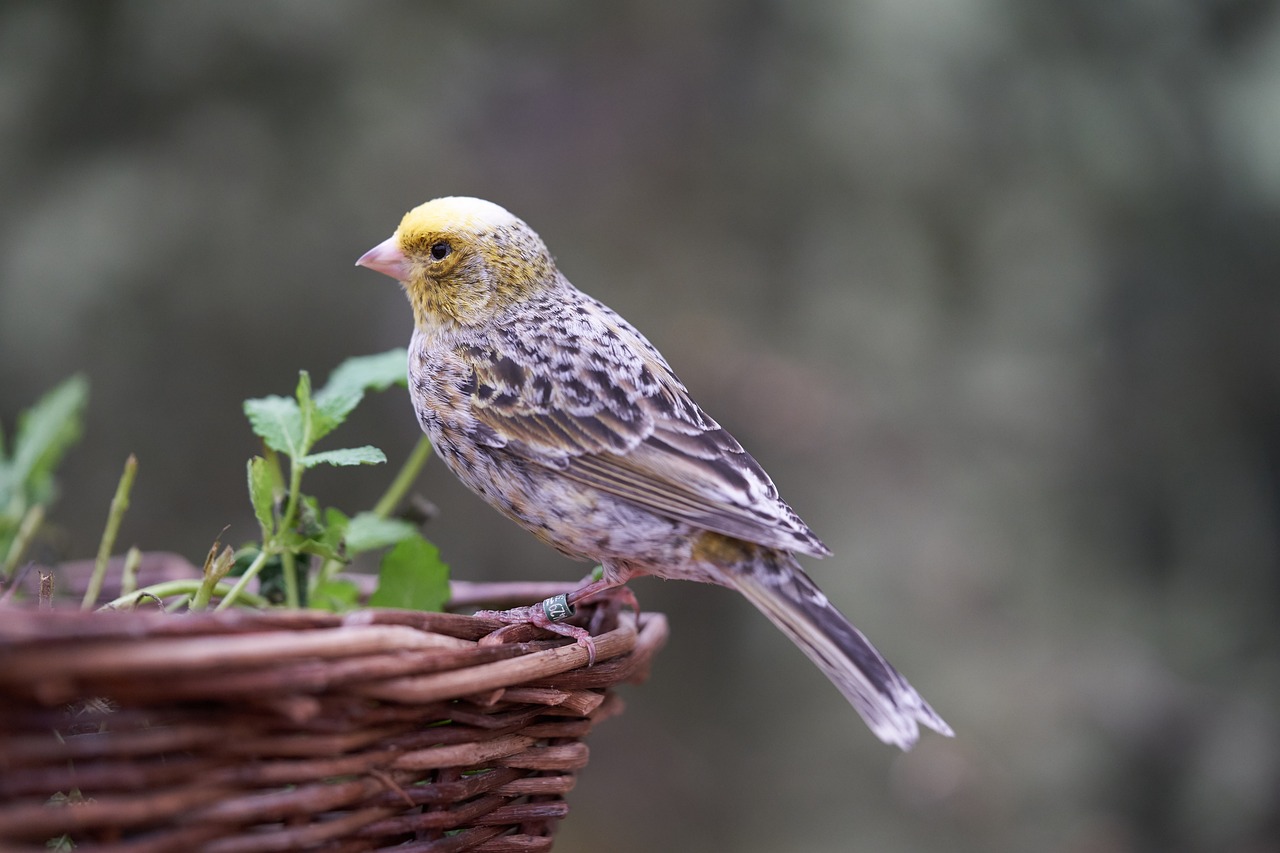How to Encourage a Canary to Eat Fresh Greens - BAGRICA