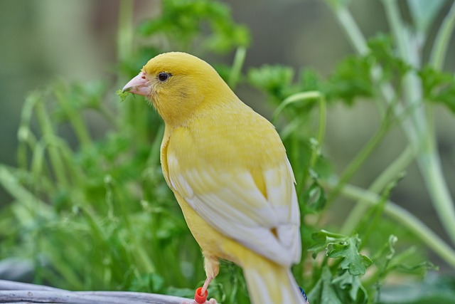 Canary Color Mutations and Their Care Needs - BAGRICA