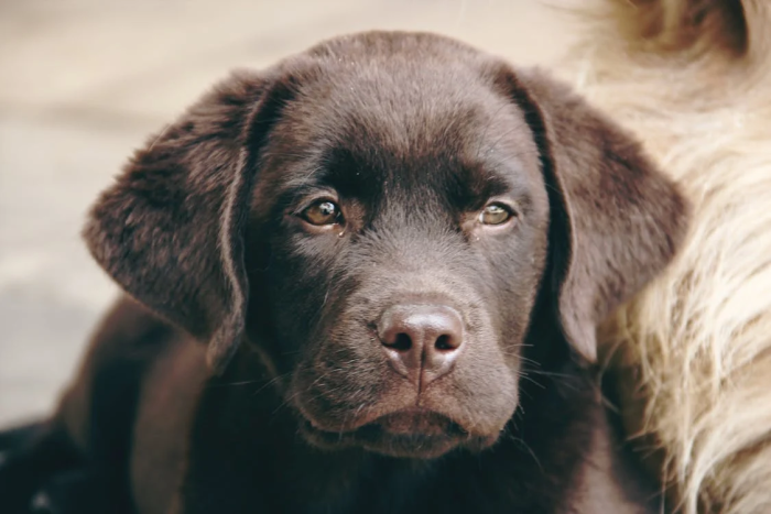 How To Recognize Hip Dysplasia In Labrador Retrievers - BAGRICA