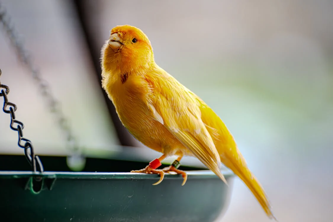How to Create a Safe Outdoor Aviary for Canaries - BAGRICA