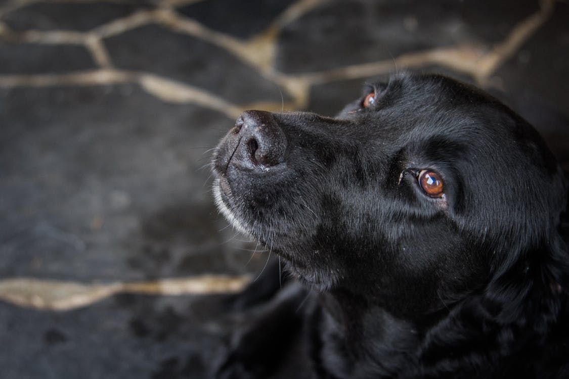 How To Recognize Hip Dysplasia In Labrador Retrievers - BAGRICA
