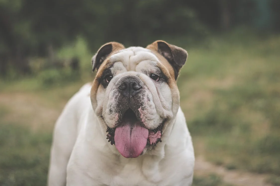 Bulldog Joint Health Supplements: Everything You Need to Know - BAGRICA