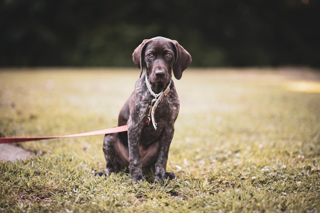Best German Shorthaired Pointer Training Collars - BAGRICA