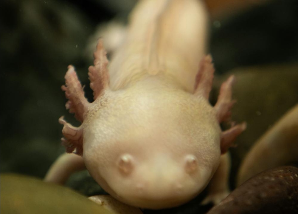 What Are the Best Plants for an Axolotl Tank? - BAGRICA