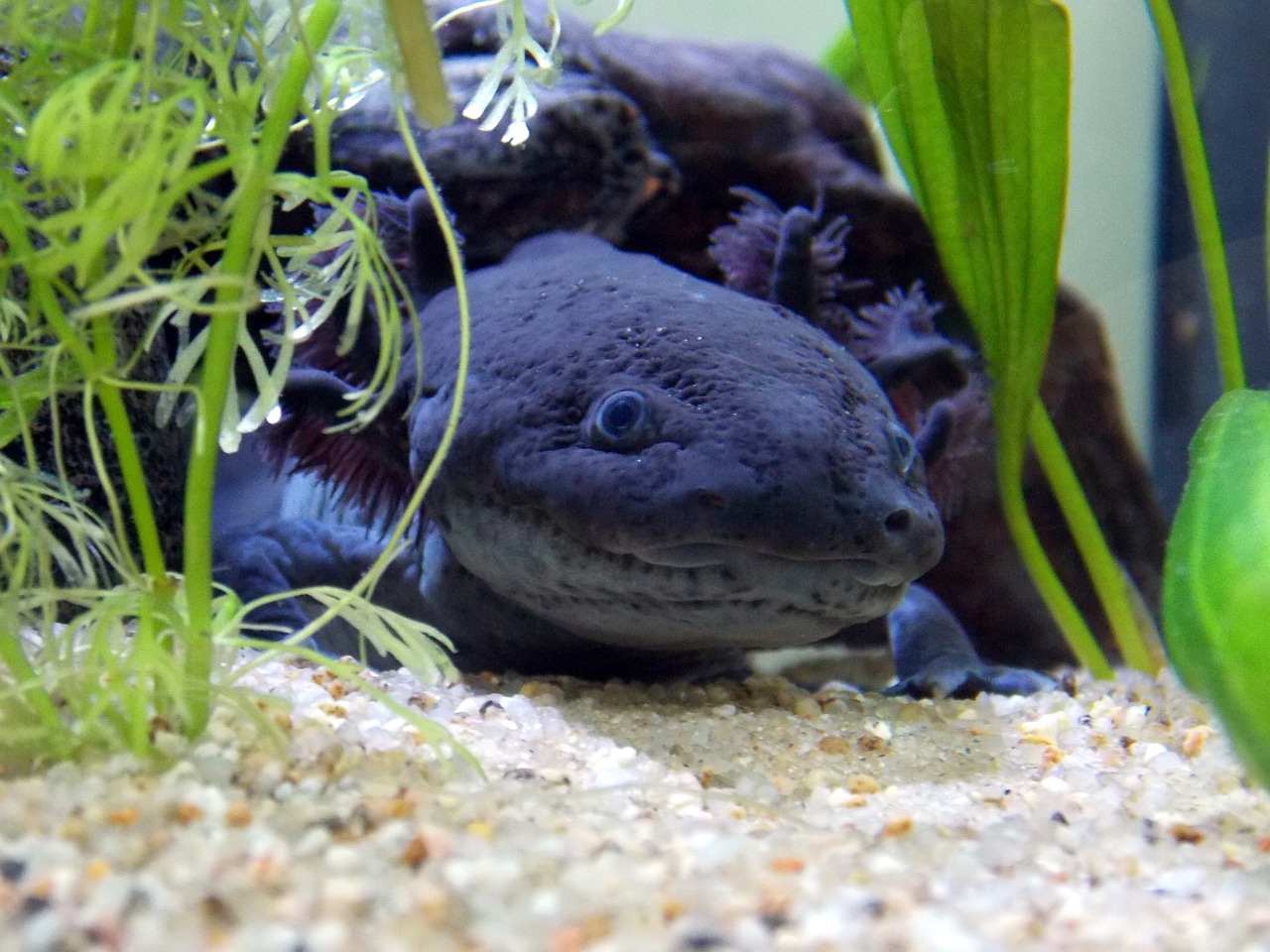 What Are the Signs of Axolotl Metamorphosis? - BAGRICA