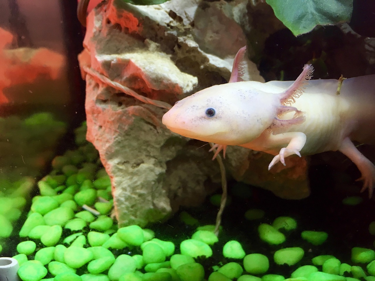 How Do I Handle an Injured Axolotl? - BAGRICA