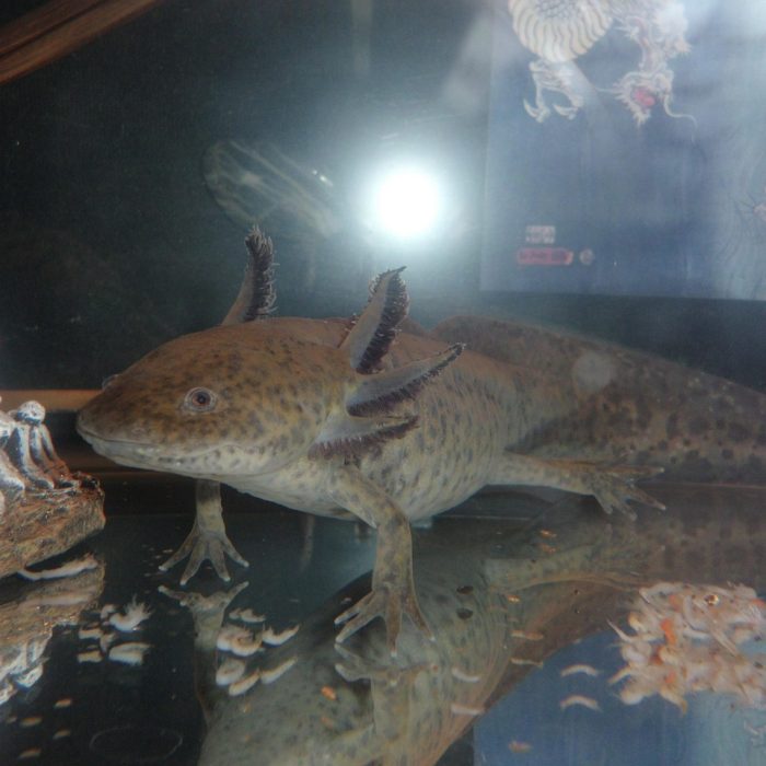 How Big Does an Axolotl’s Tank Need to Be? - BAGRICA