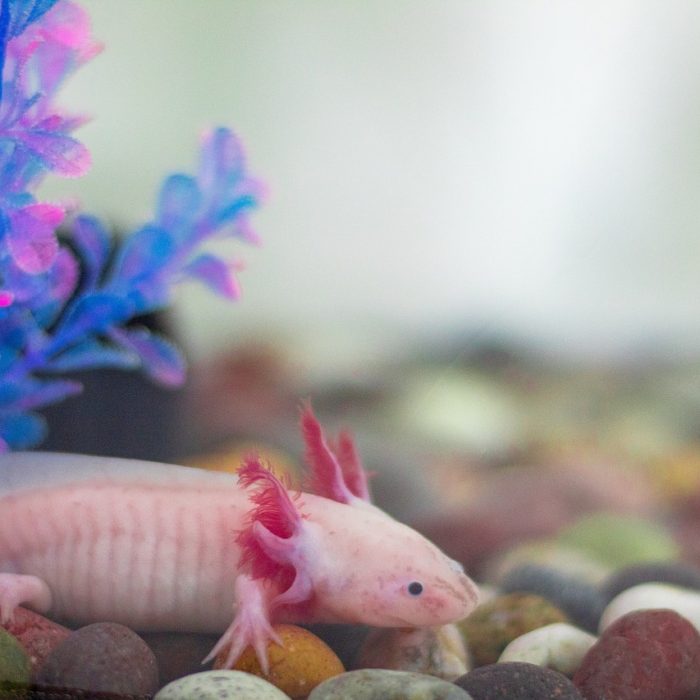 What Are the Signs of Axolotl Metamorphosis? - BAGRICA