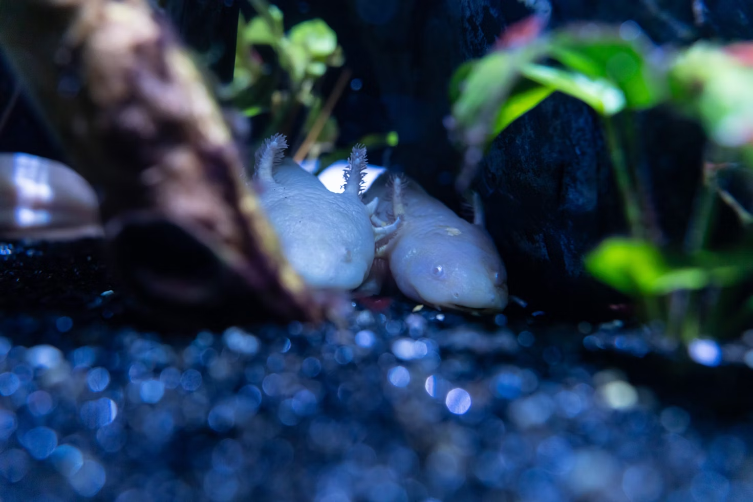 What Are the Pros and Cons of Owning an Axolotl? - BAGRICA