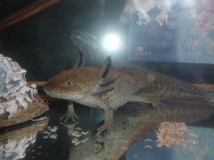 What Are the Signs of Axolotl Metamorphosis? - BAGRICA