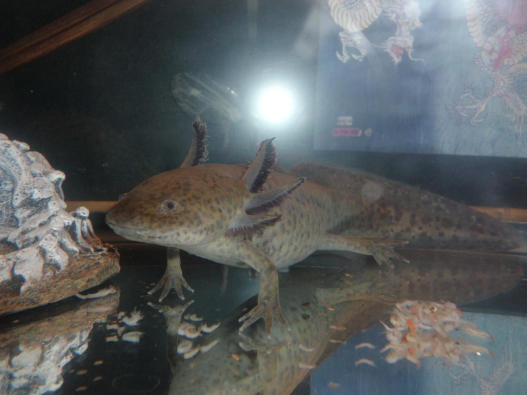 How Do I Handle an Injured Axolotl? - BAGRICA