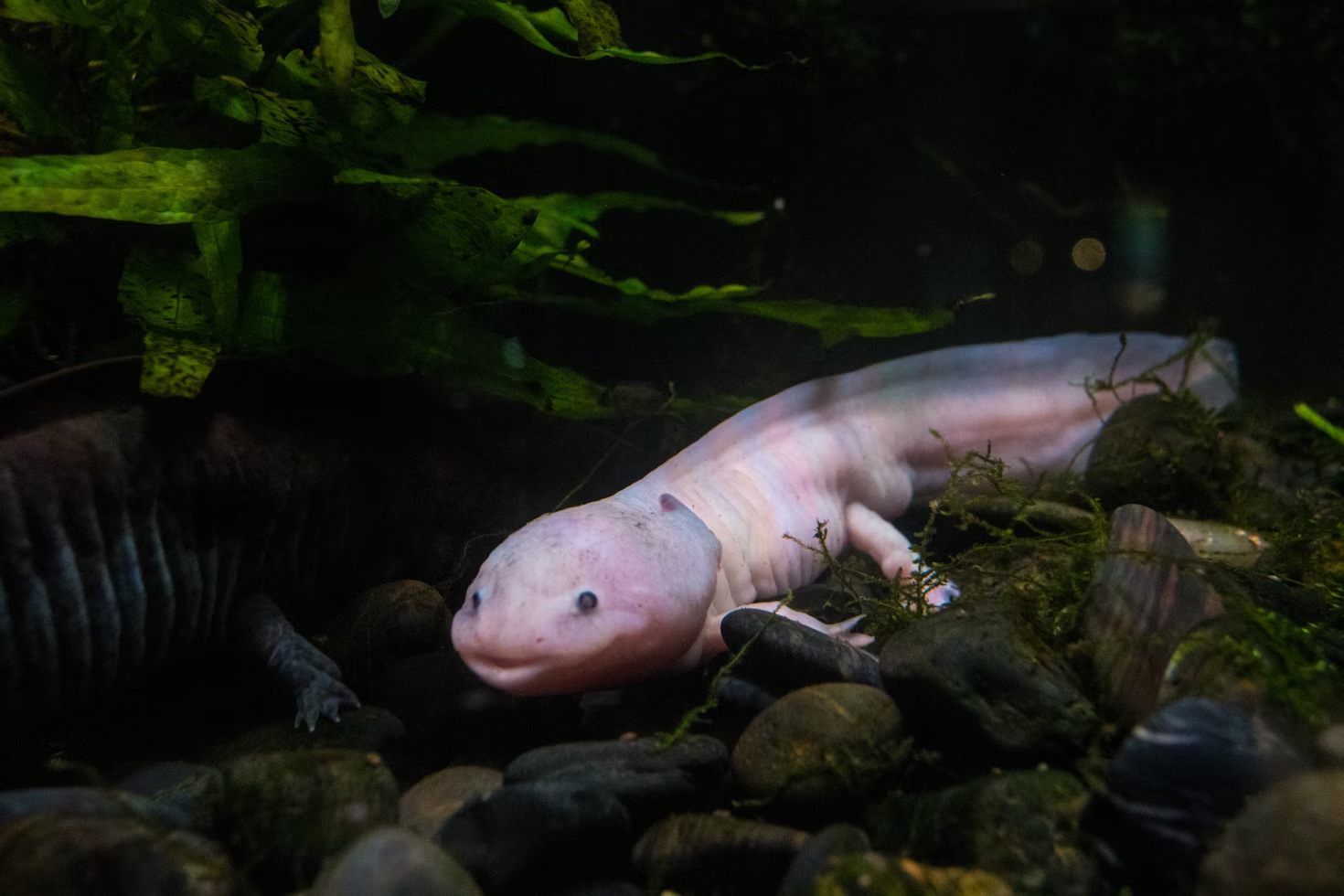 What Does a Dead Axolotl Look Like? - BAGRICA